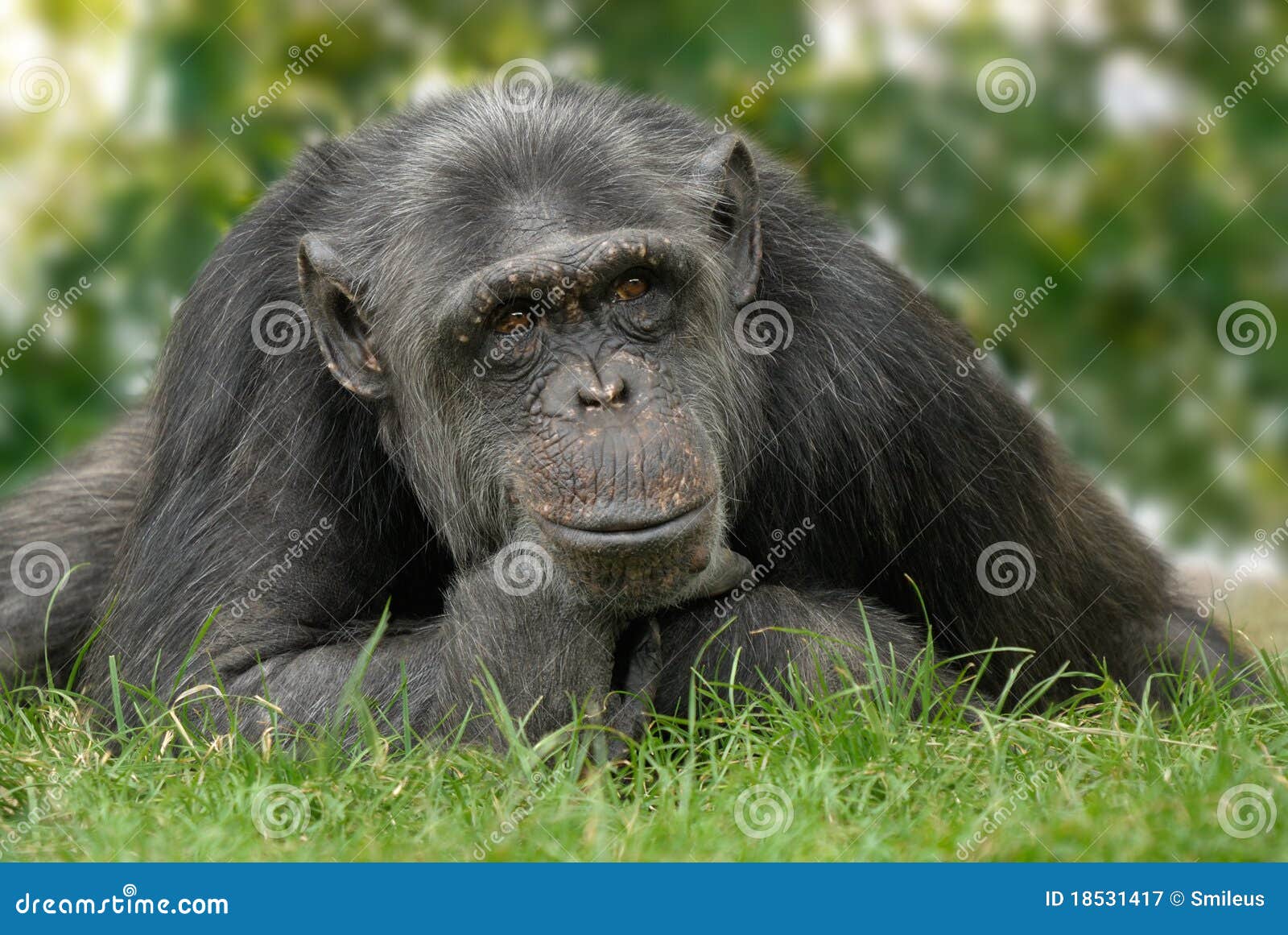 Cute Chimp with Reflective Posture Stock Image - Image of grass ...