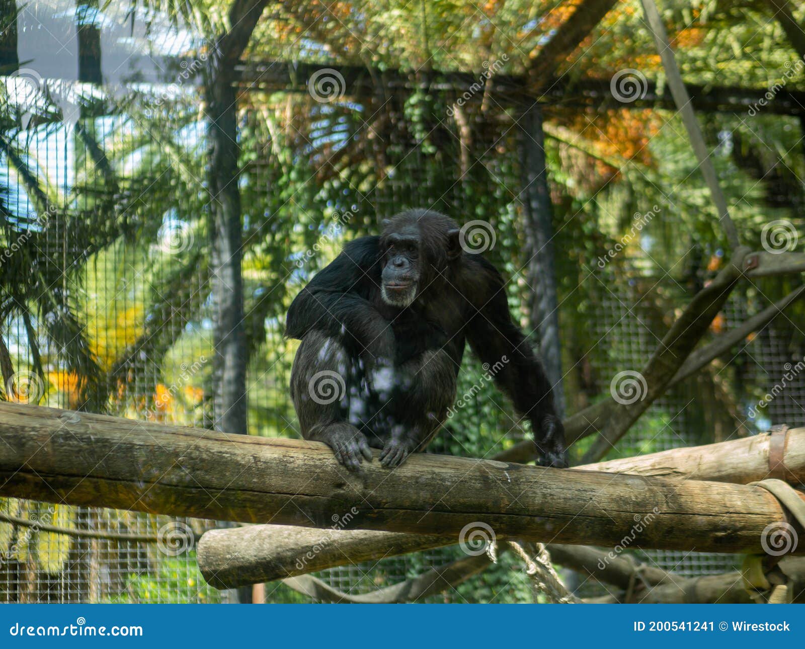 Cute Chimp Sitting on a Tree Trunk Stock Image - Image of sitting, tree ...