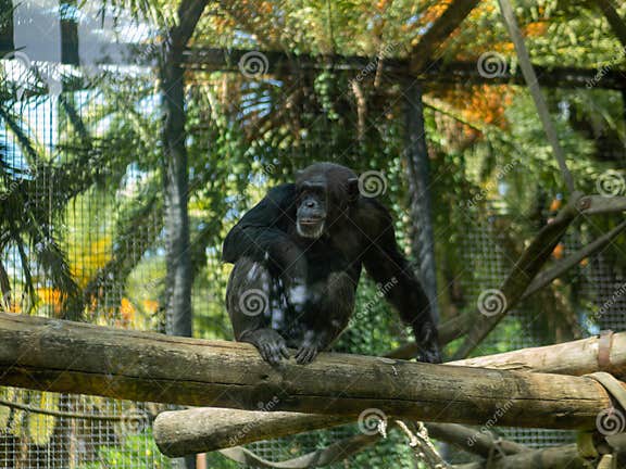 Cute Chimp Sitting on a Tree Trunk Stock Image - Image of sitting, tree ...