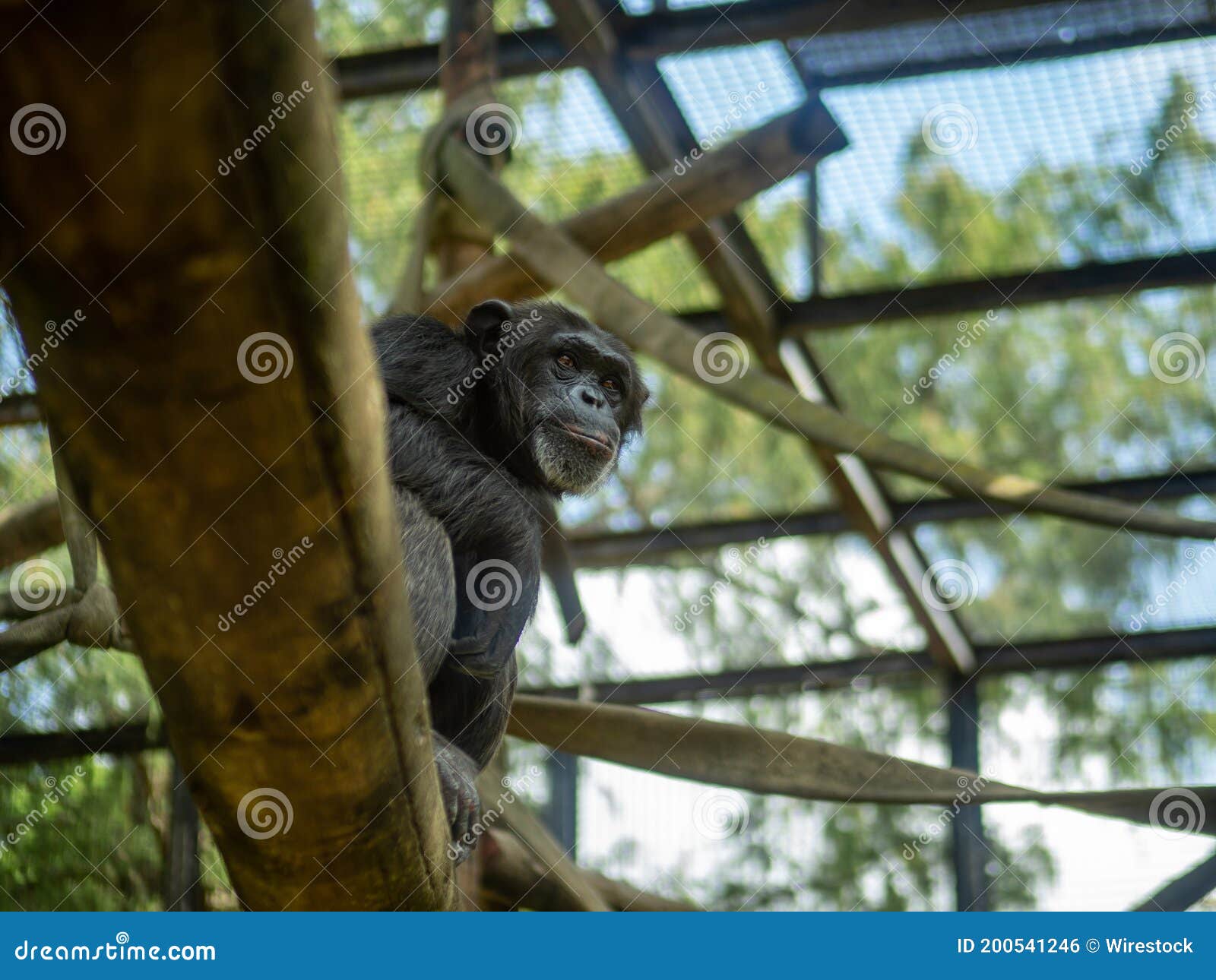 Cute Chimp Sitting on a Tree Trunk Stock Photo - Image of chimp, wild ...