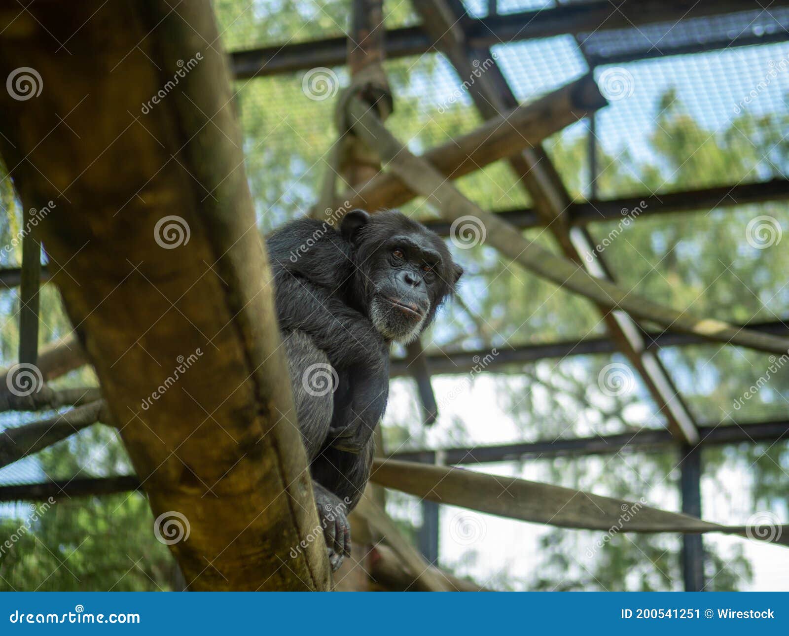 Cute Chimp Sitting on a Tree Trunk Stock Image - Image of chimpanzee ...