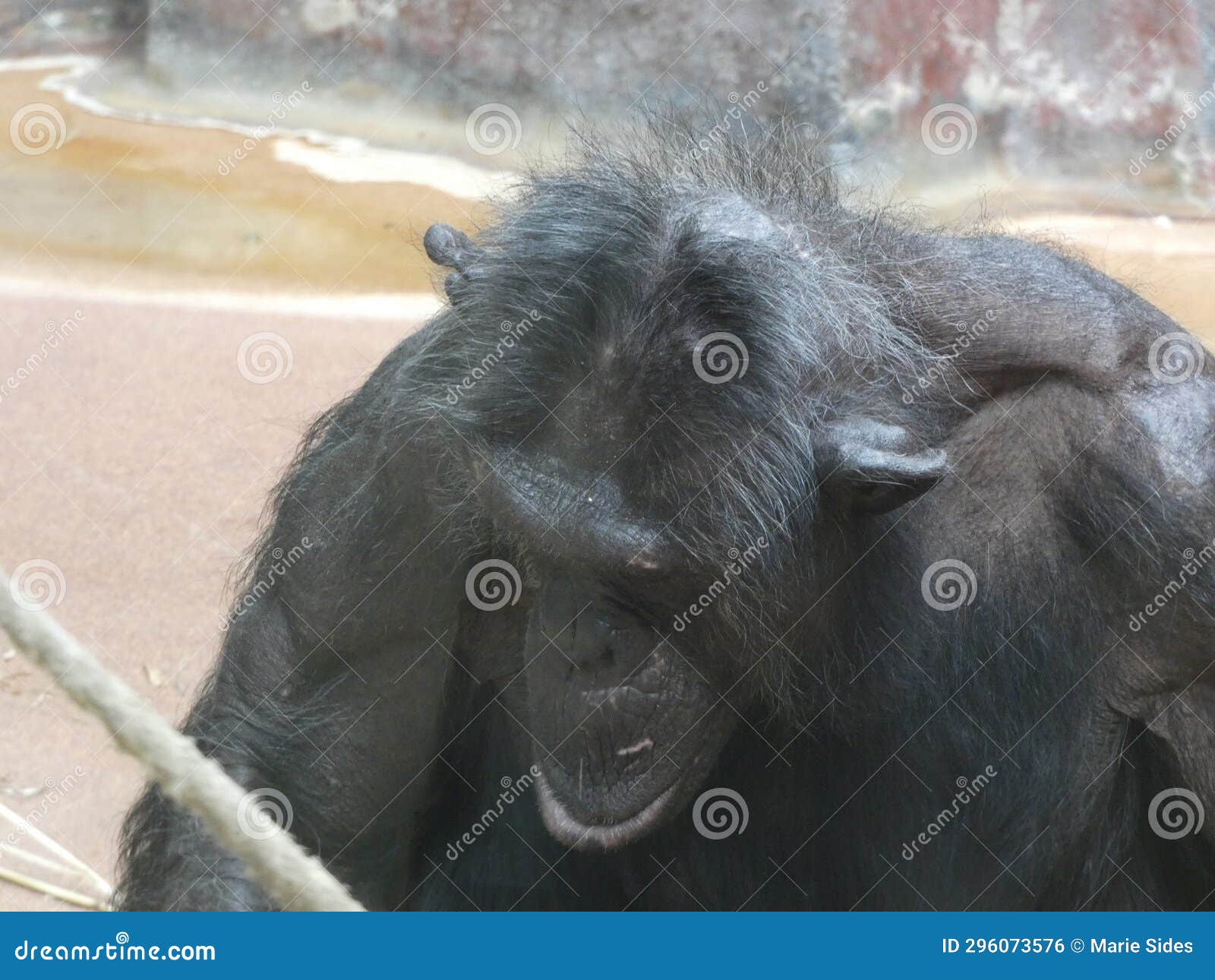 A Large Chimpanzee Looking Down Stock Photo - Image of head, cute ...