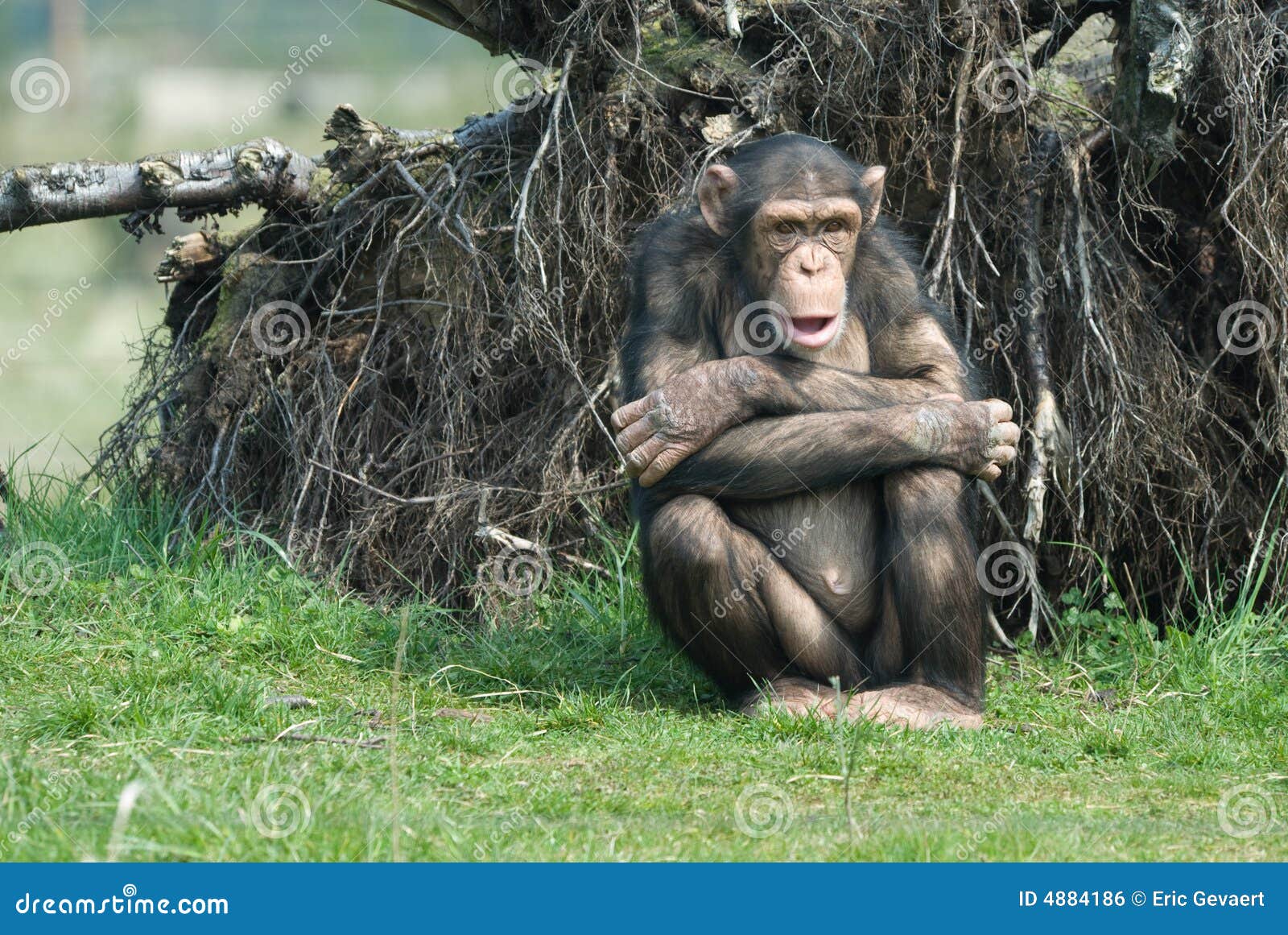 Cute chimpanzee stock photo. Image of common, endangered - 4884186