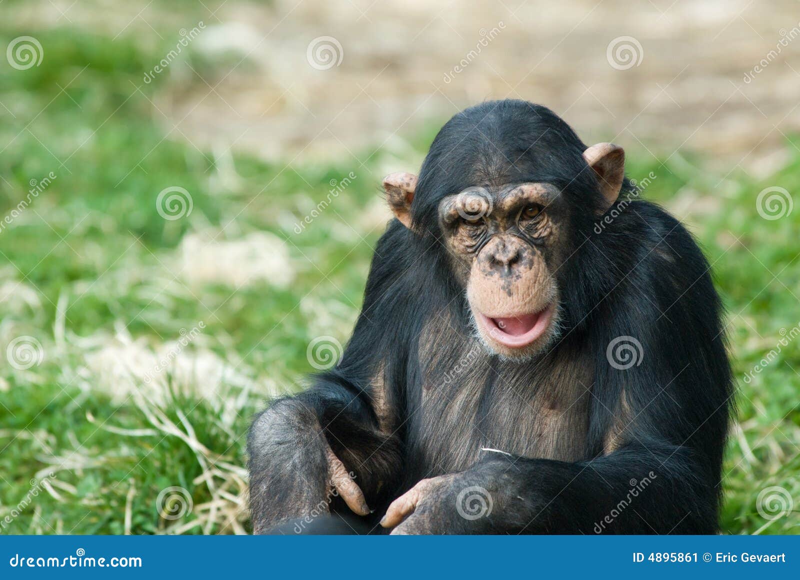 Cute chimpanzee stock image. Image of tropical, zoological - 4895861