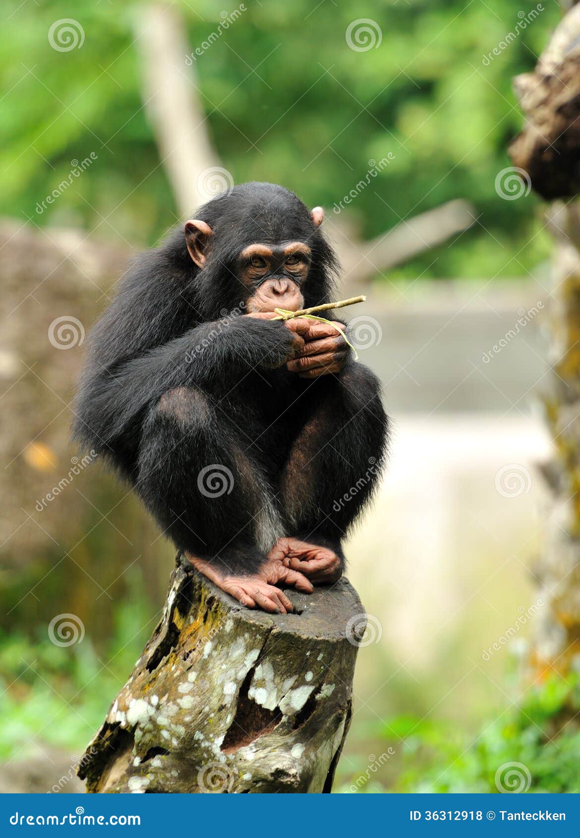 Cute chimpanzee stock photo. Image of monkey, eyes, animal - 36312918