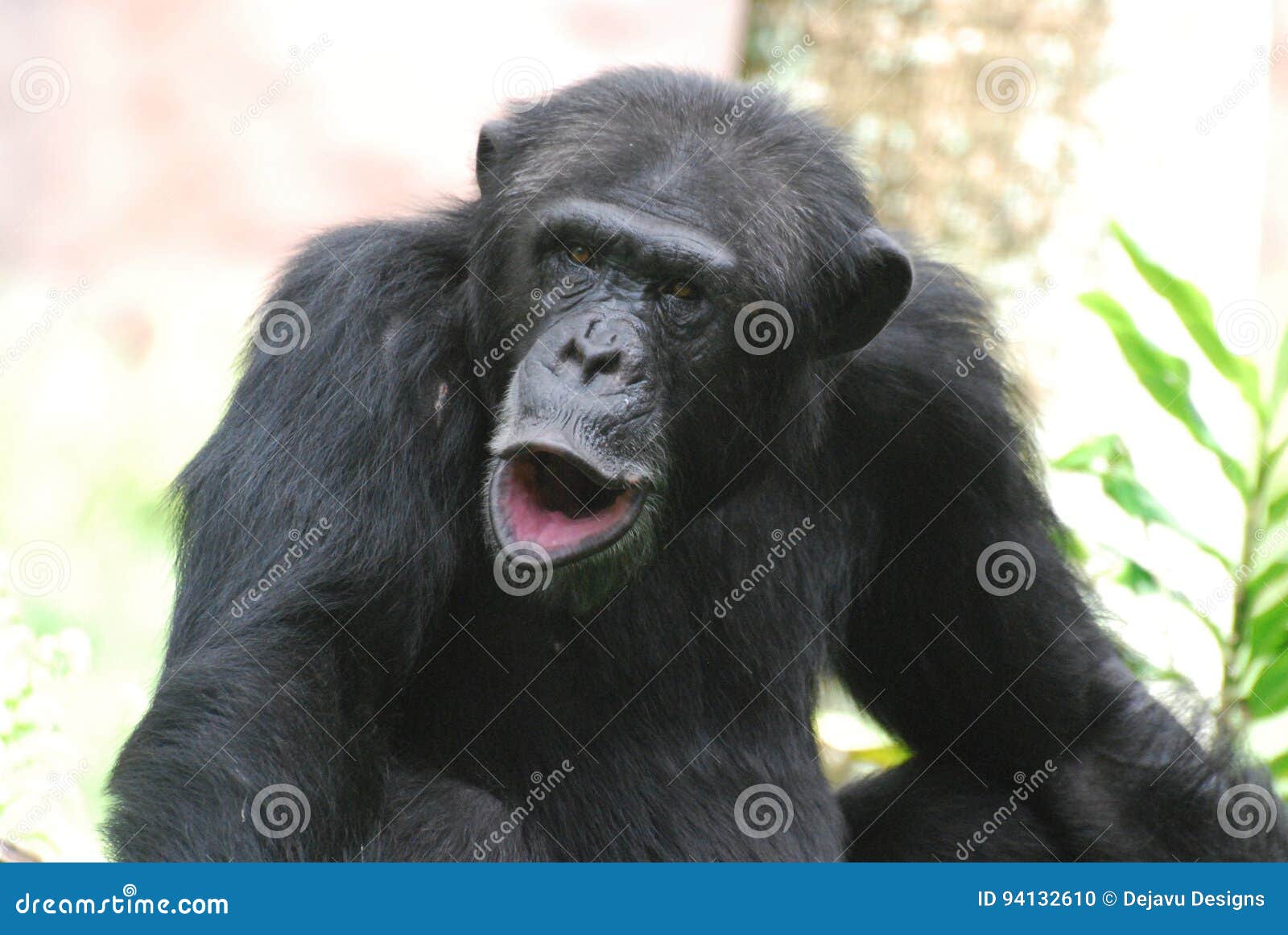 Cute Chimpanzee Puckering Up His Lips Stock Photo - Image of howling ...