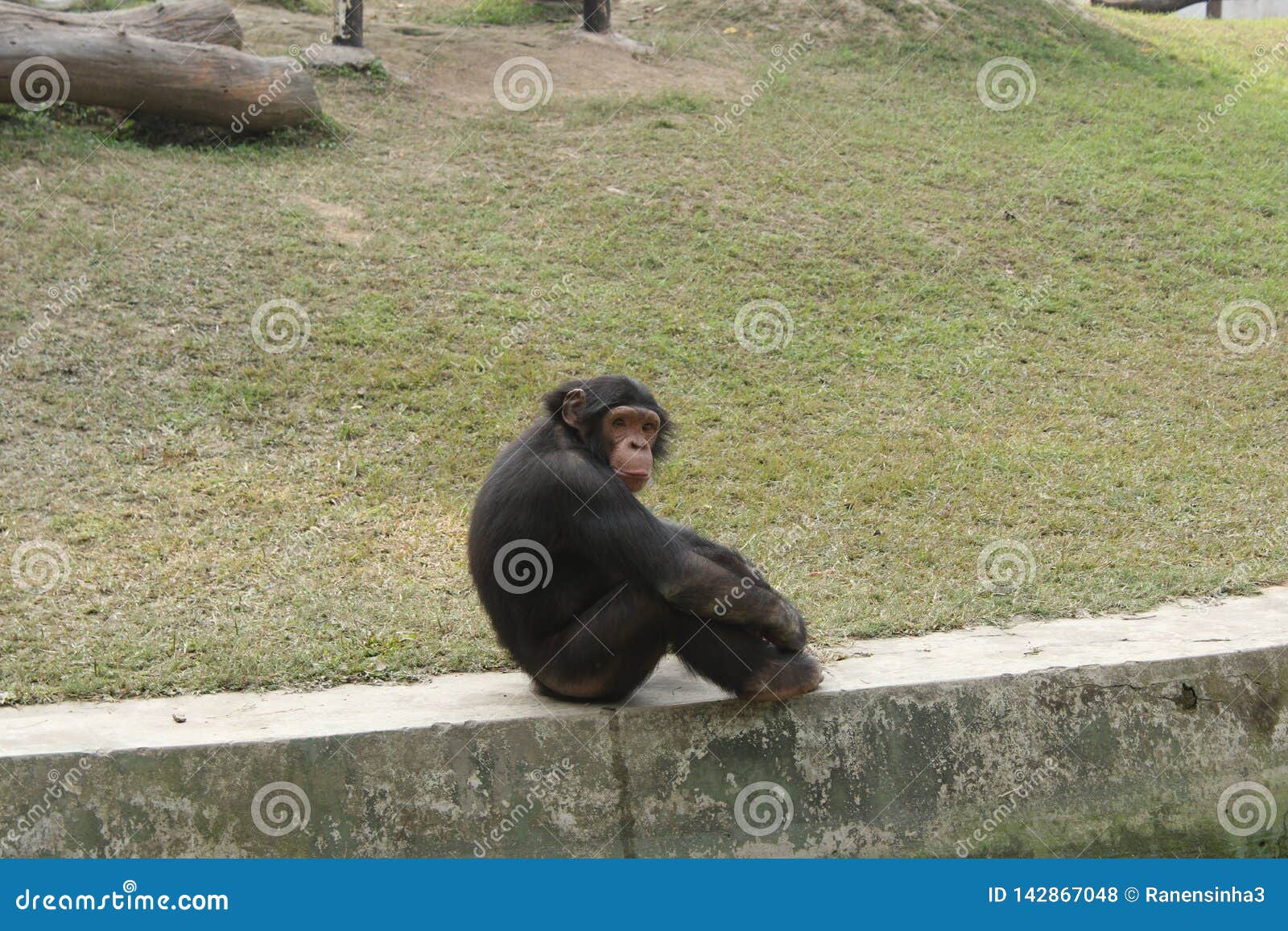Chimpanzee Sitting on White Wall Stock Photo - Image of jungle, animals ...