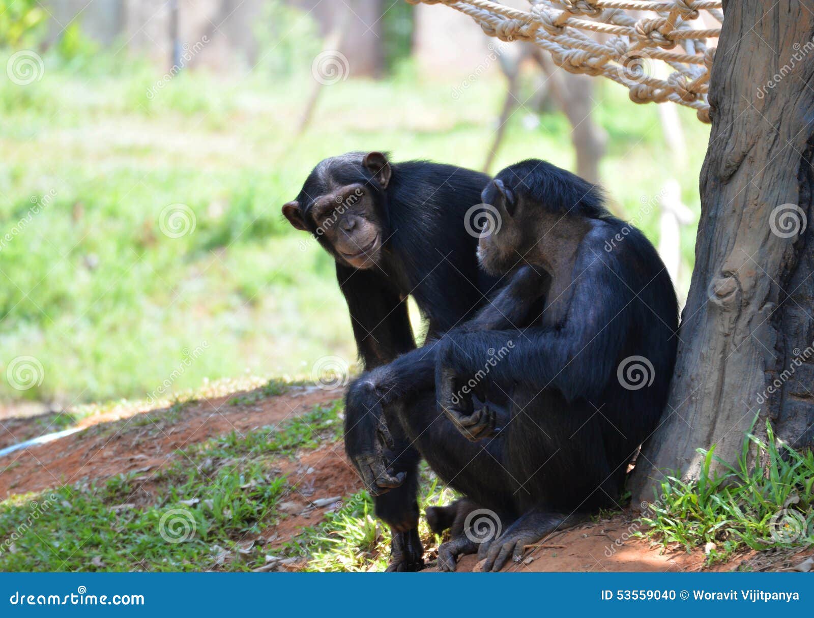 Cute Chimpanzee stock photo. Image of chimpanzees, mammals - 53559040