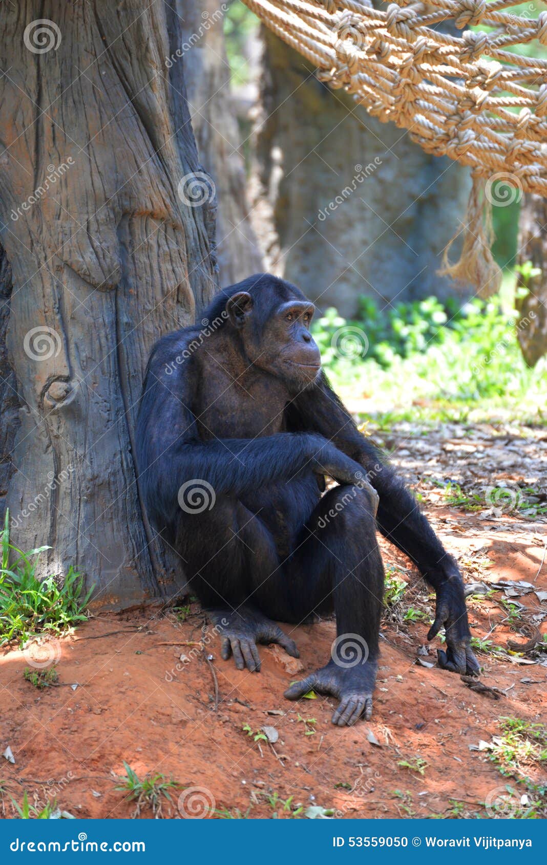 Cute Chimpanzee stock photo. Image of chimp, chimpanzee - 53559050