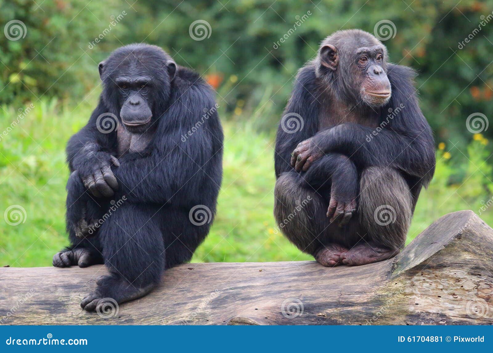 Cute chimpanzees stock image. Image of sitting, rope - 61704881