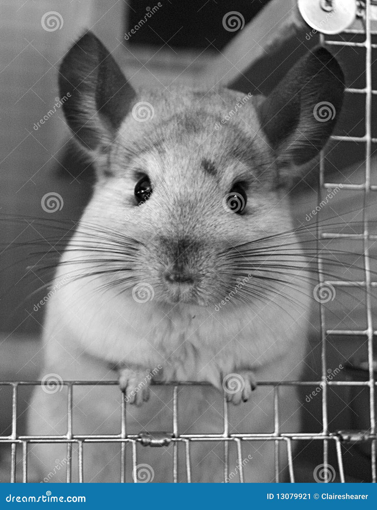 Cute Chinchila stock image. Image of bush, paws, whiskers - 13079921