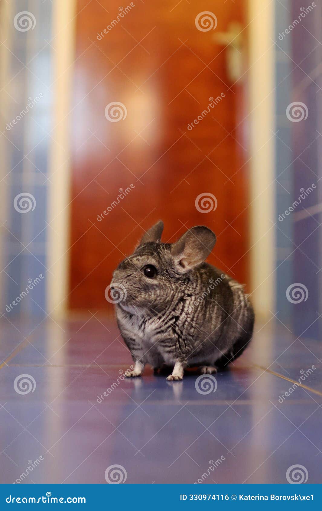 Cute Chinchilla Explores the Surroundings Stock Photo - Image of funny ...