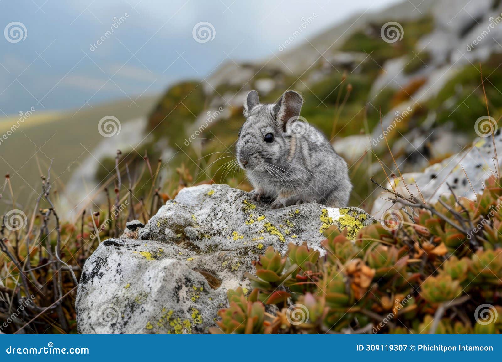 Cute Chinchilla Sunning Itself on a Mountain . AI Generated Stock Image ...