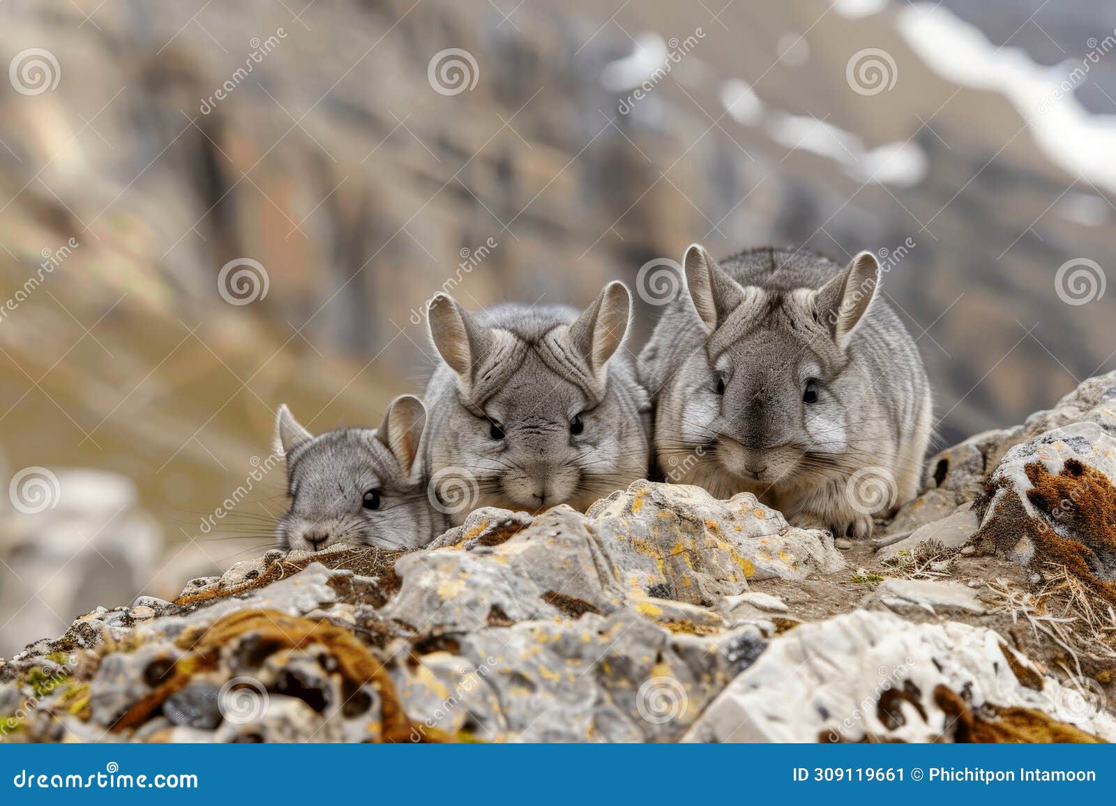 Cute Chinchilla Sunning Itself on a Mountain . AI Generated Stock Image ...