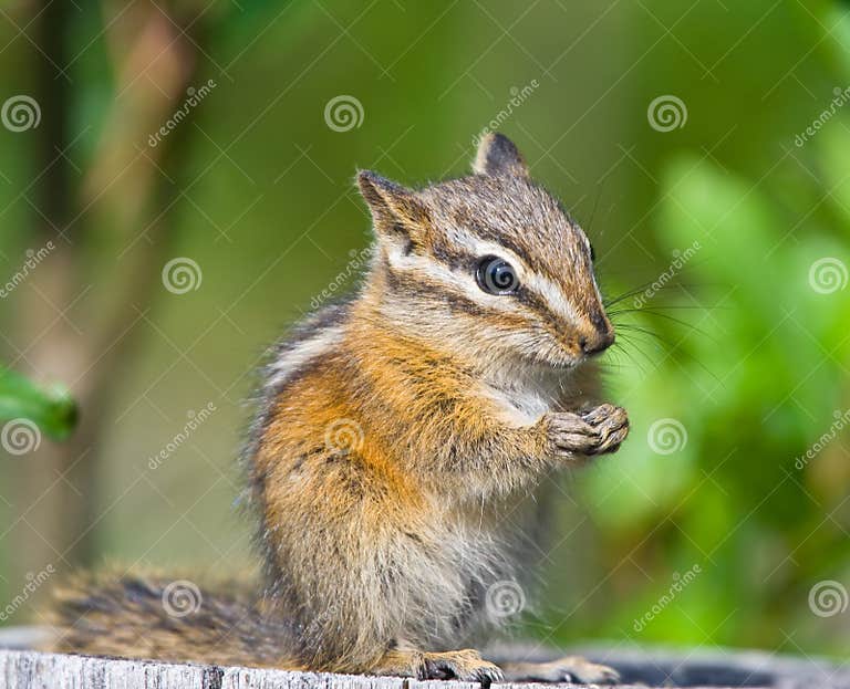 Cute Chipmunk stock photo. Image of striation, wildlife - 15204906