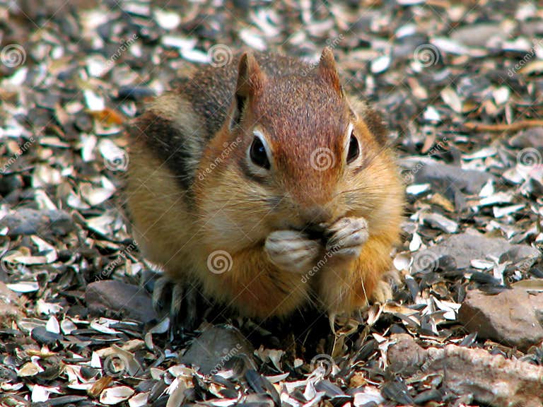 Cute Chipmunk stock photo. Image of seed, chipmunk, ground - 7456824