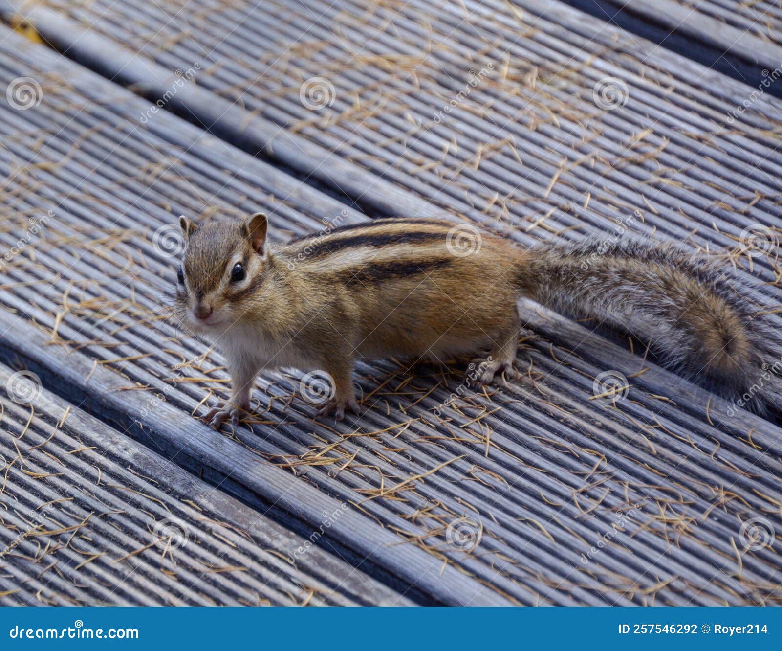 Chipmunk stock photo. Image of natural, chipmunks, wild - 257546292