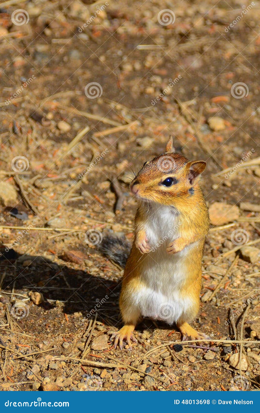 Cute chipmunk begging stock photo. Image of cute, outdoors - 48013698