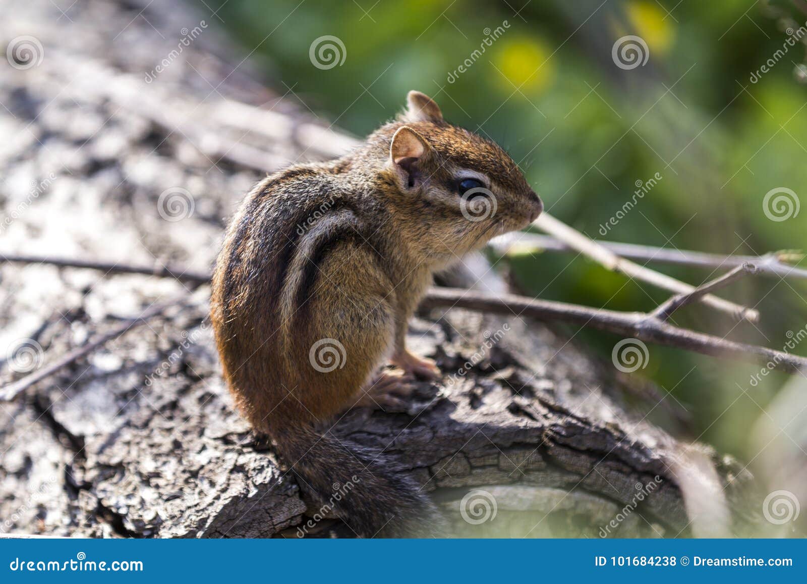 Cute chipmunk stock photo. Image of nature, outdoor - 101684238