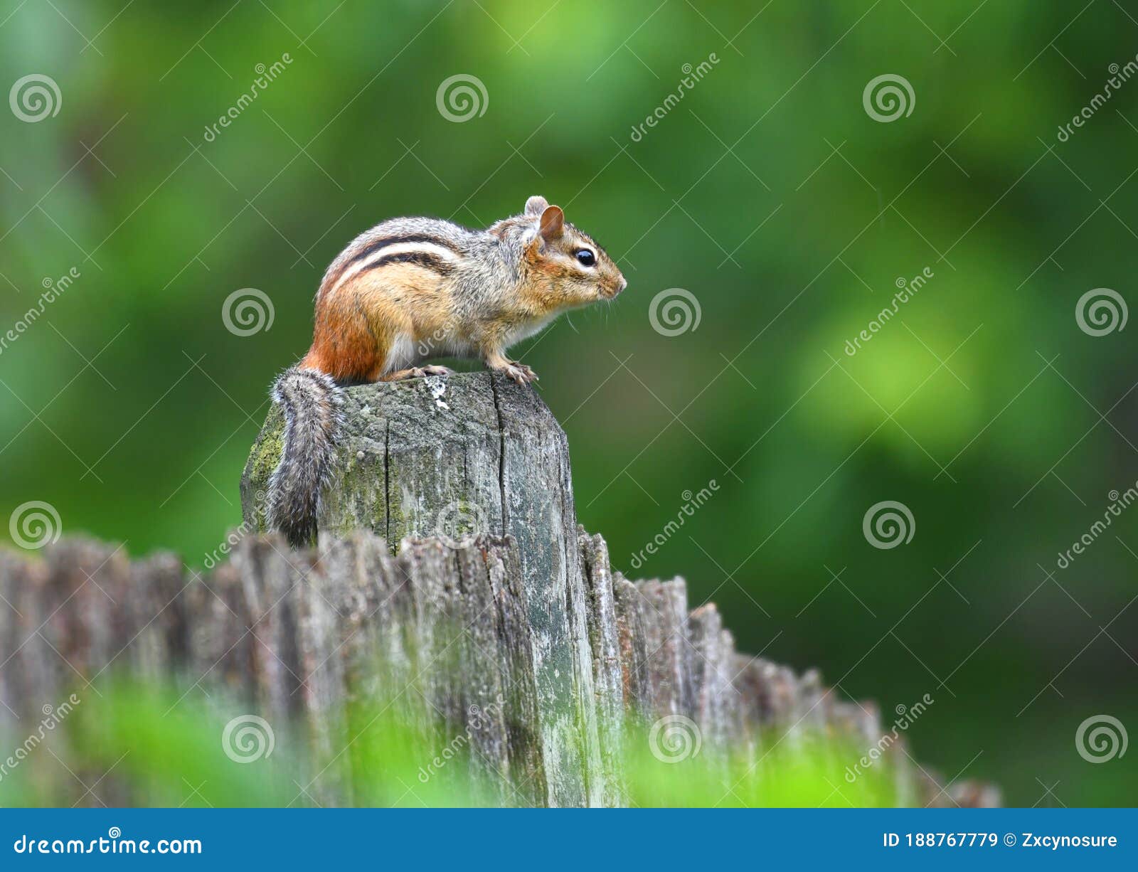 Cute chipmunk on the fence stock image. Image of cute - 188767779