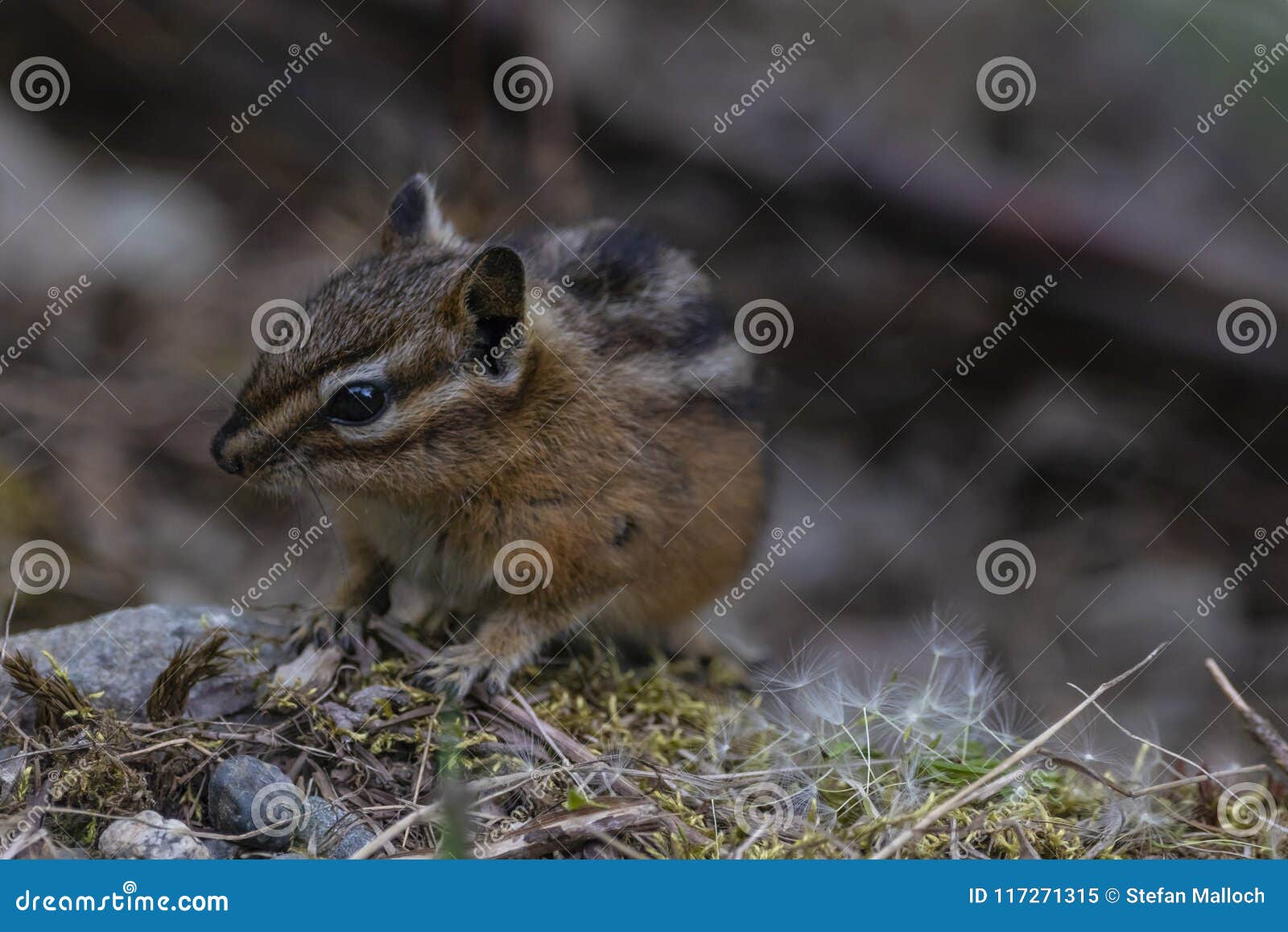 A cute chipmunk the ground stock image. Image of rodent - 117271315