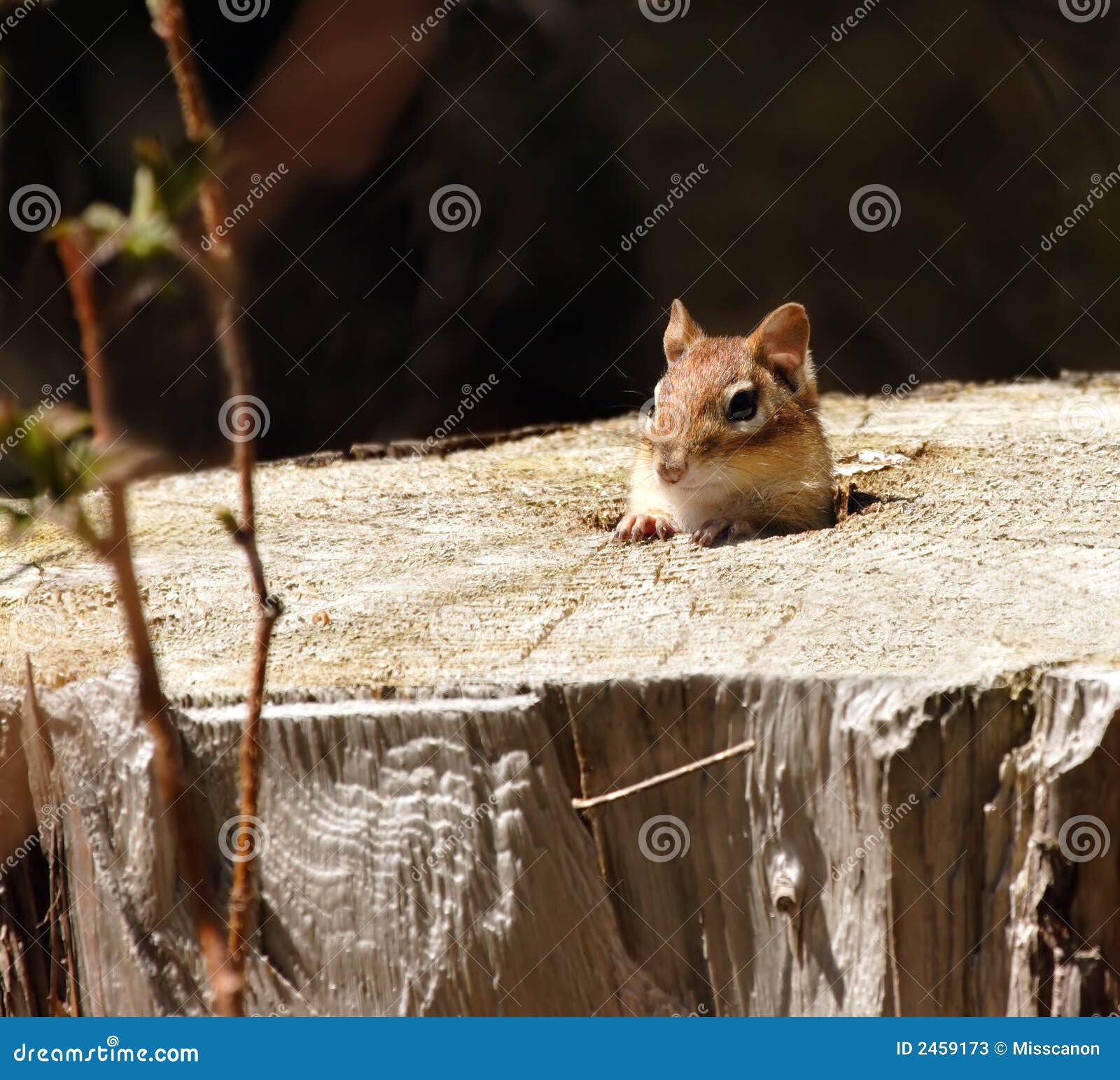 Cute Chipmunk in its home stock image. Image of beautiful - 2459173