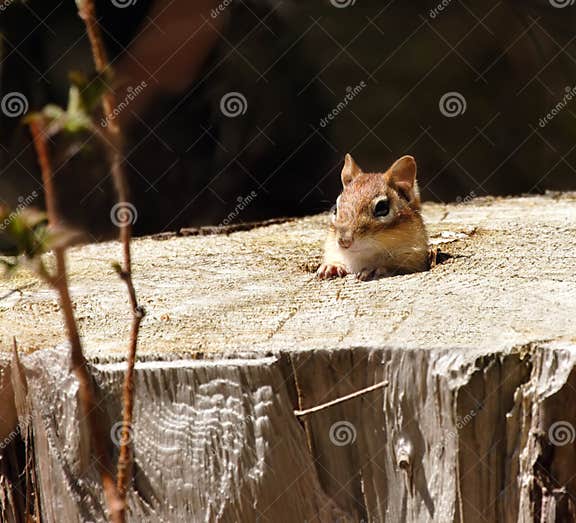 Cute Chipmunk in its home stock image. Image of beautiful - 2459173