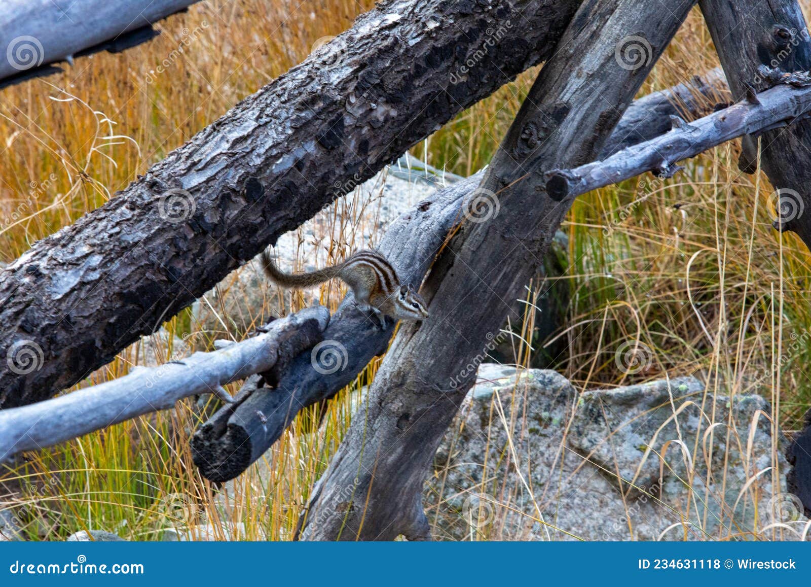Cute Chipmunk Jumping on the Benches Stock Photo - Image of wildlife ...