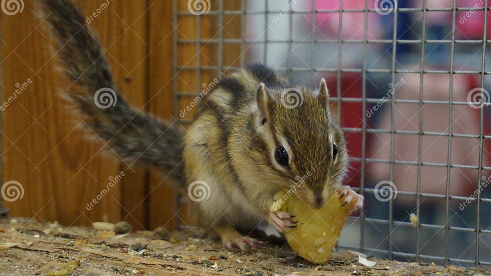 Cute chipmunk stock photo. Image of dream, wildlife, apple - 80737610