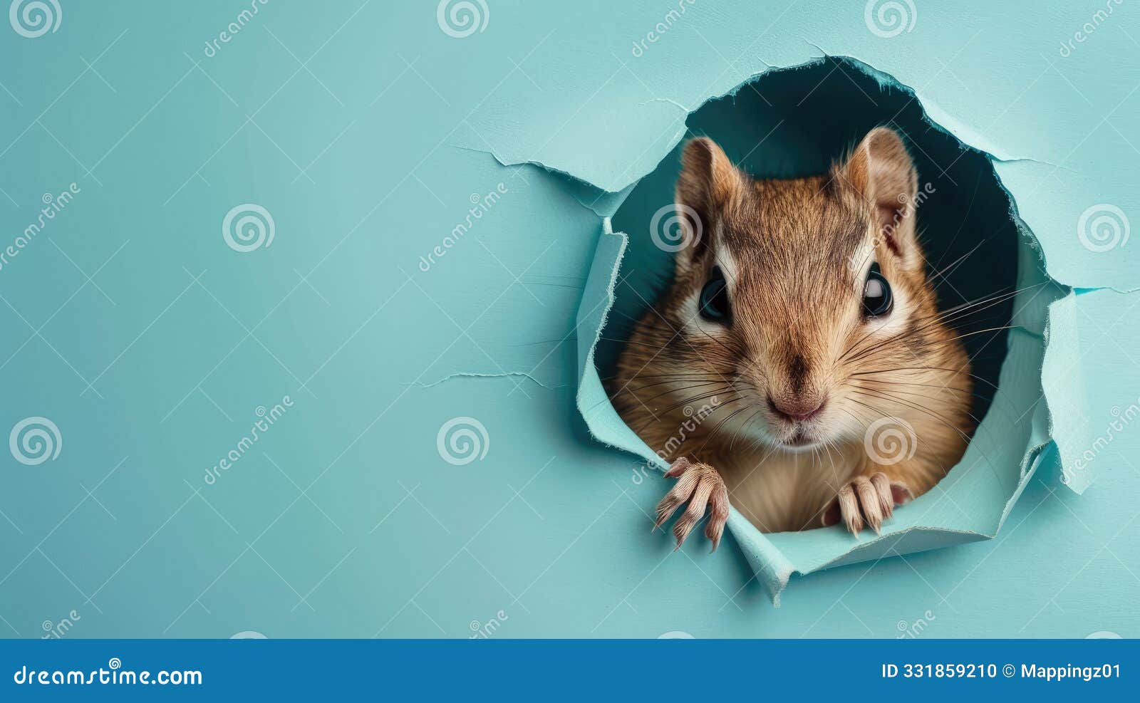 Peeking Chipmunk - Funny Wild Animal Peeking Out - Face Head Isolated ...