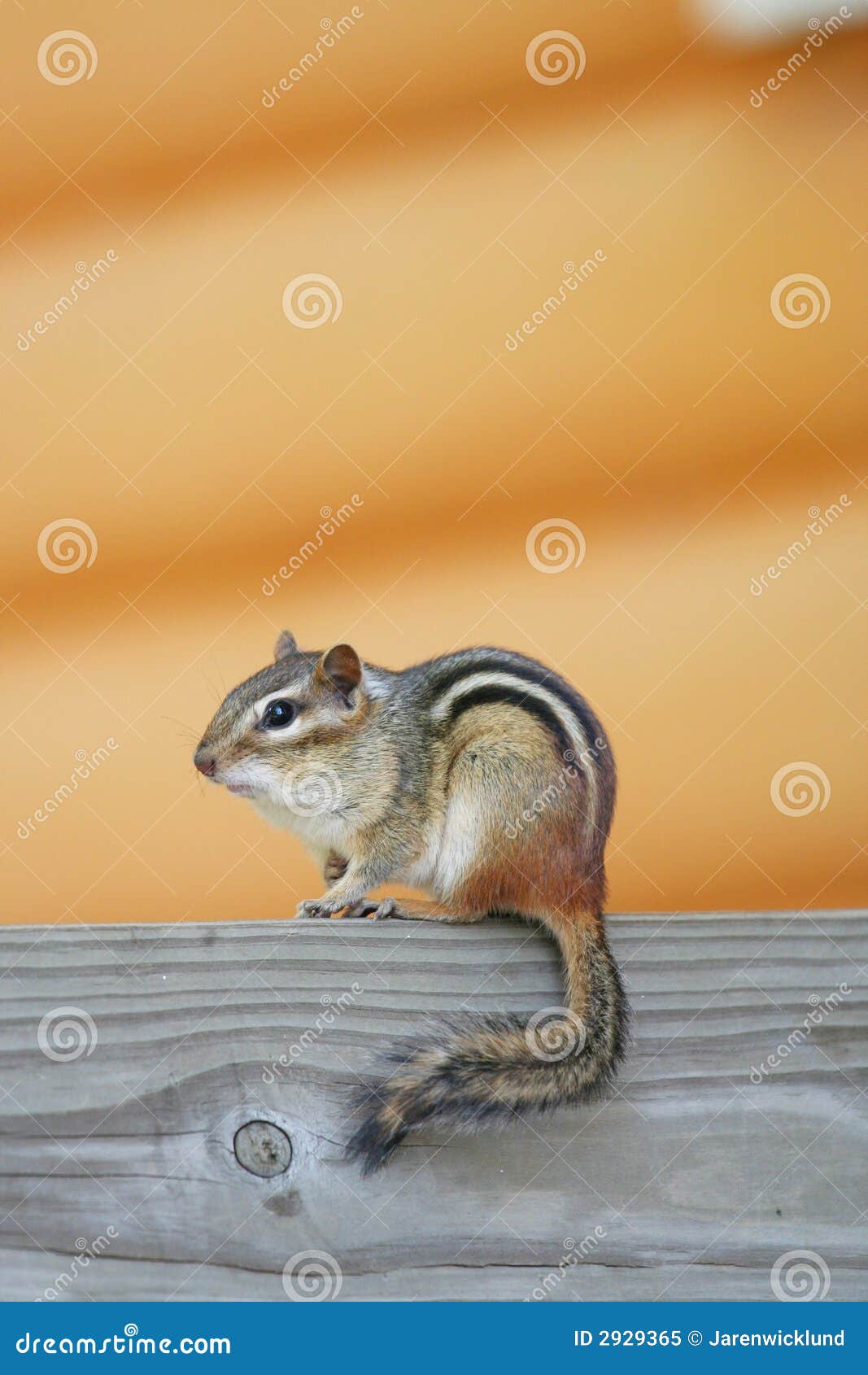 379 Cute Chipmunk Profile Stock Photos - Free & Royalty-Free Stock ...