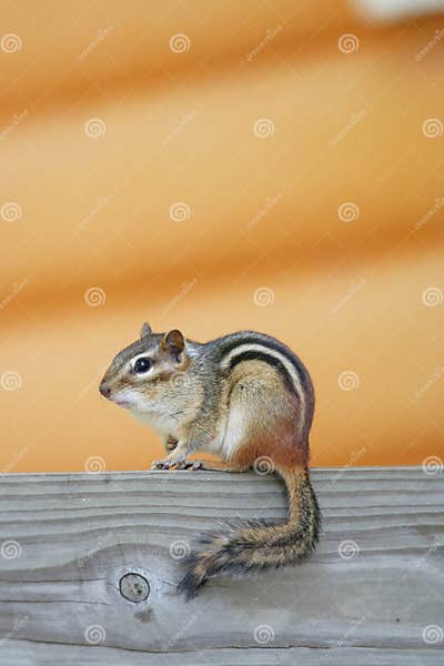 Cute Chipmunk, profile stock image. Image of brown, leaves - 2929365