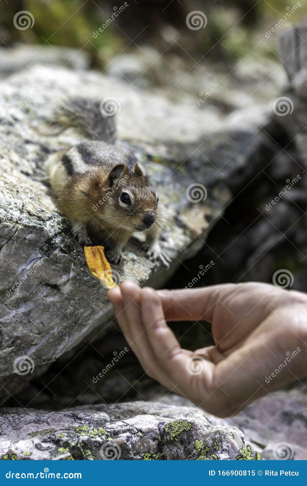 Hungry Chipmunk Reaching for Food Stock Image - Image of furry, human ...