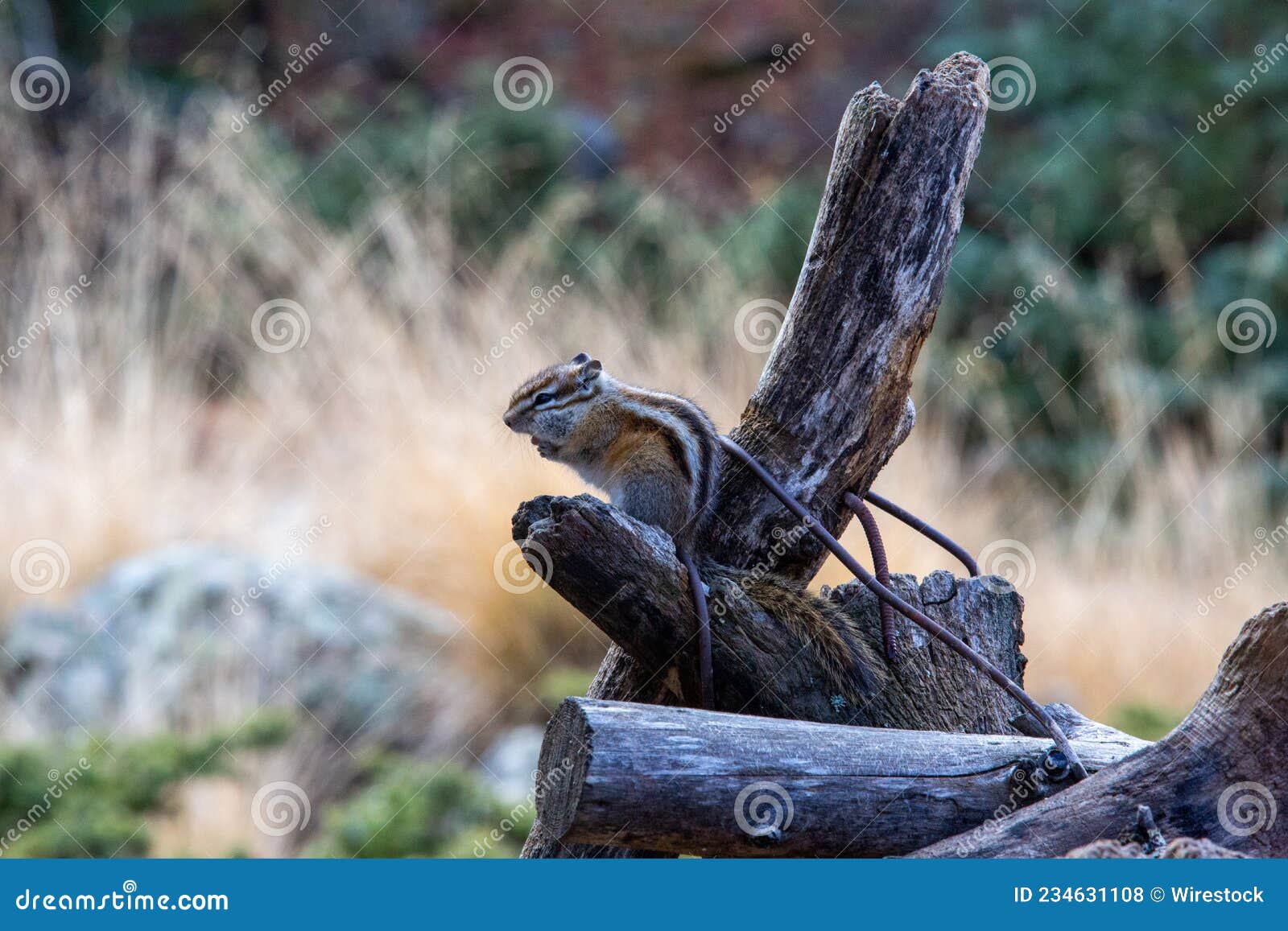 Cute Chipmunk Sitting on the Benches Stock Photo - Image of nature ...