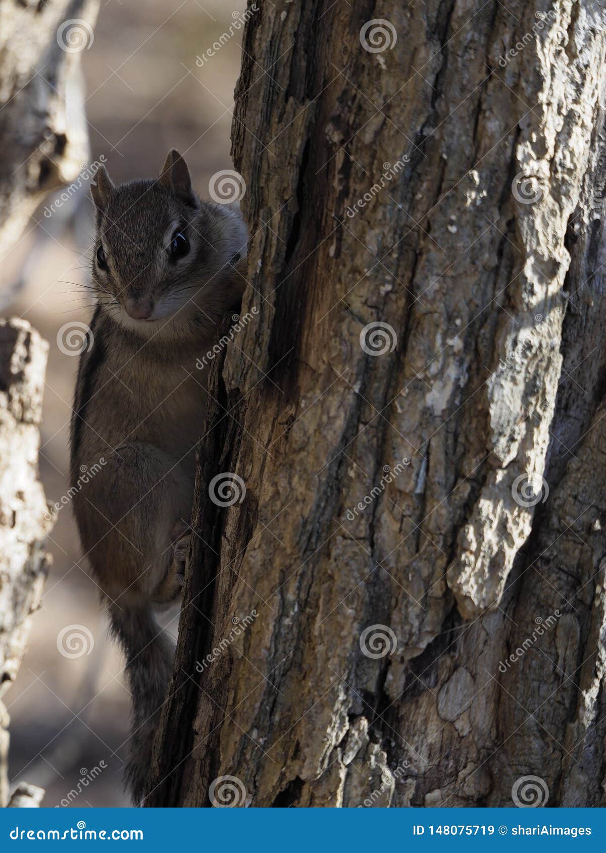 Cute Chipmunk on Tree Hiding in the Shadows Stock Image - Image of ...