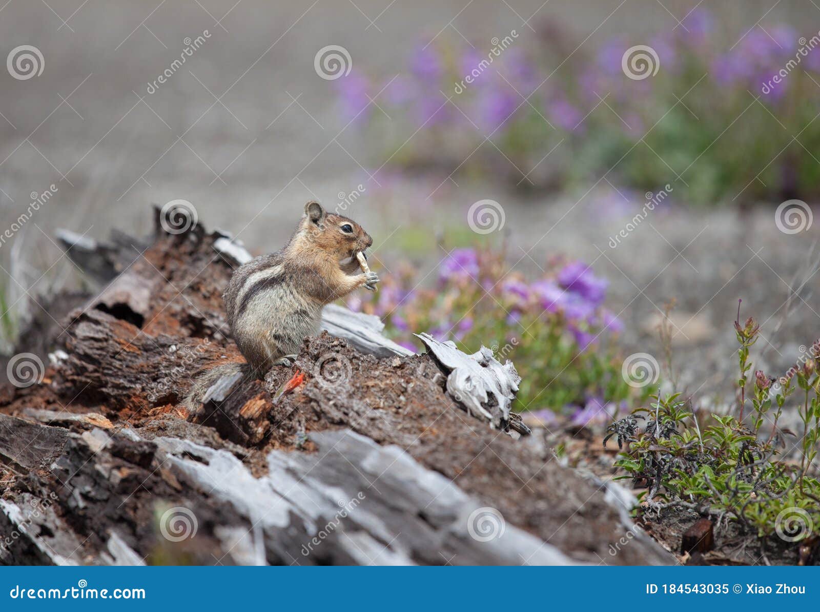 Cute chipmunk stock image. Image of mouse, animal, mountain - 184543035