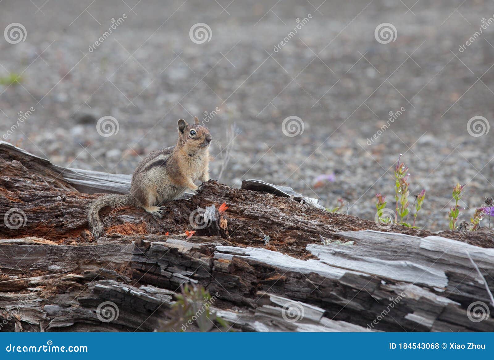 Cute chipmunk stock photo. Image of cute, wild, oregon - 184543068