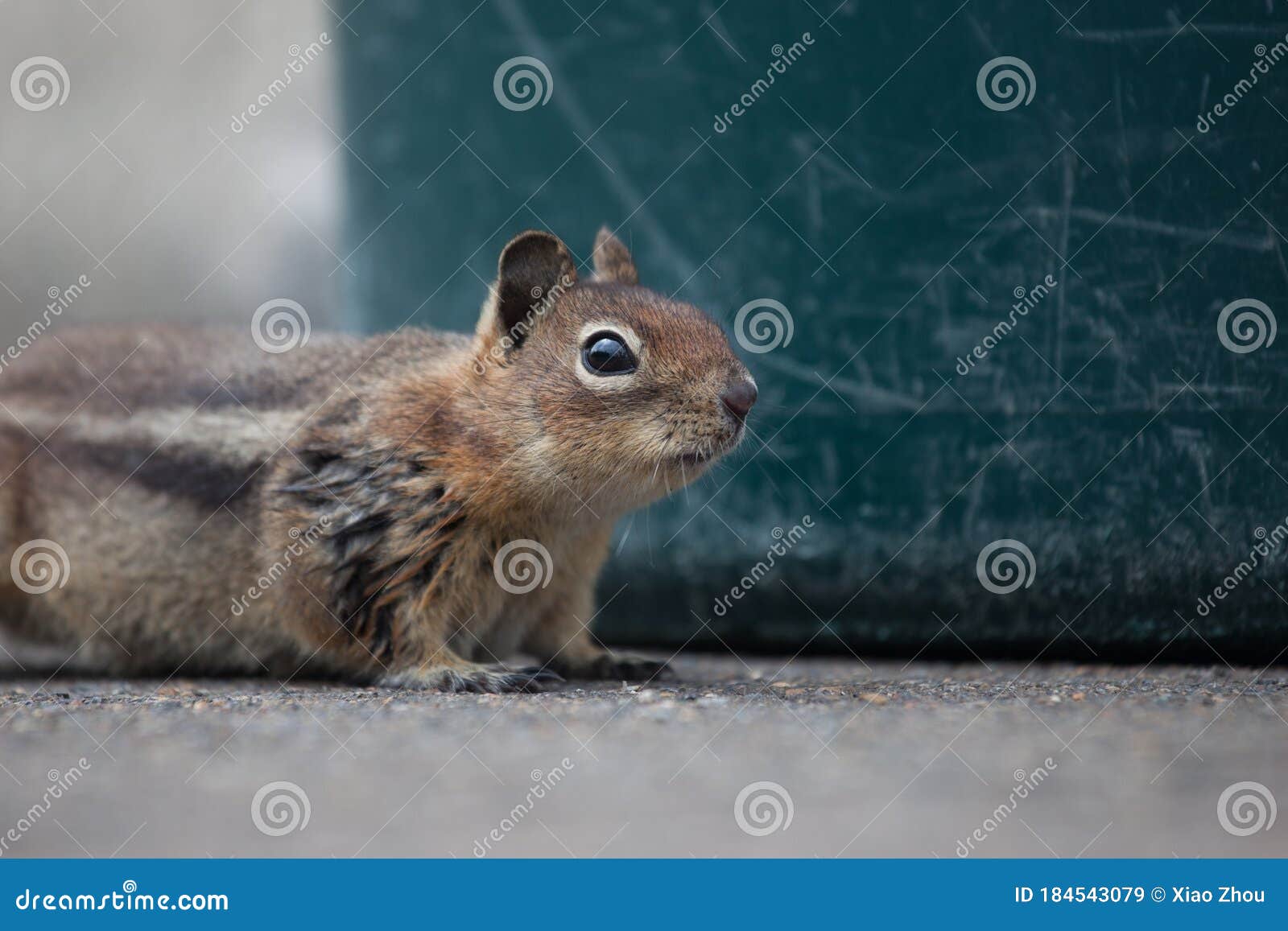 Cute chipmunk stock image. Image of meadow, wild, mountain - 184543079