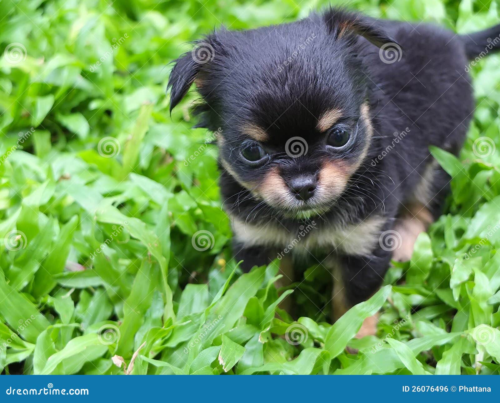 Cute Chiwawa stock photo. Image of grass, happy, domestic - 26076496
