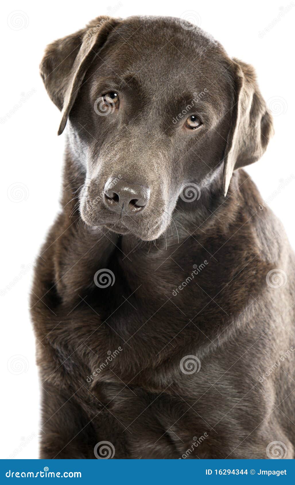 Cute Chocolate Labrador with Head Tilted Stock Photo - Image of ...