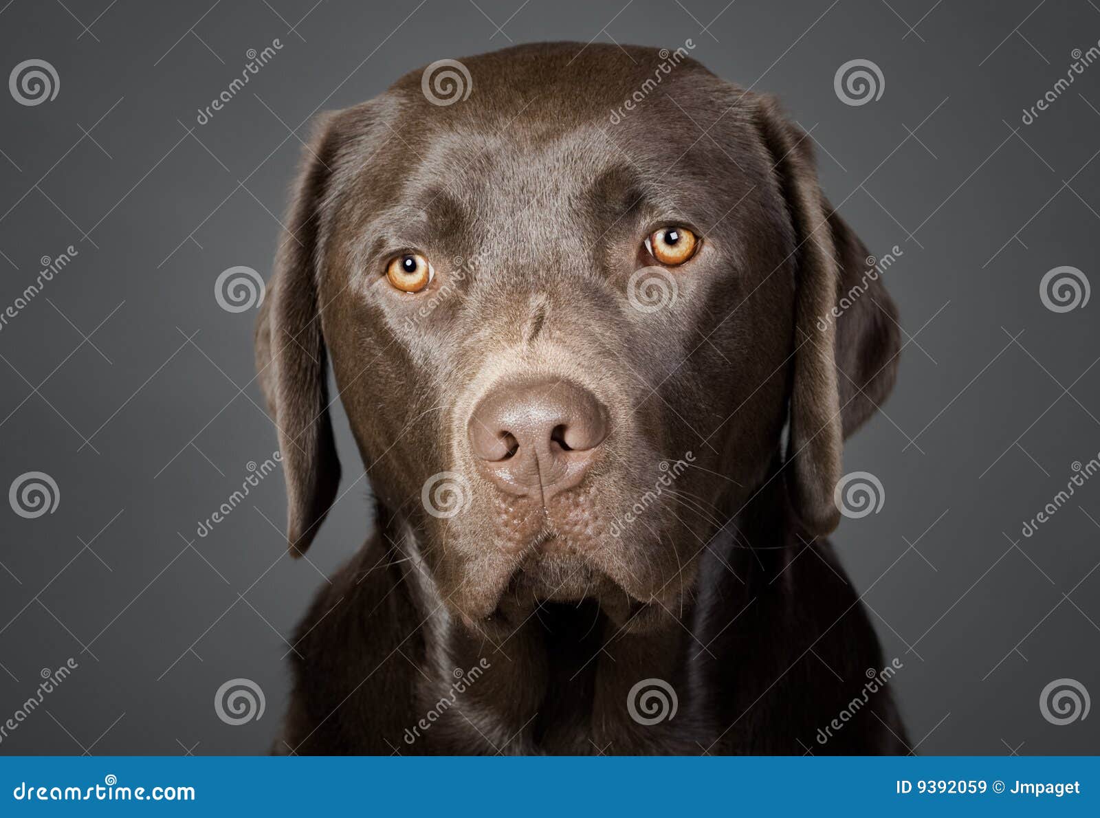Cute Chocolate Labrador Puppy Stock Image - Image of grey, cute: 9392059