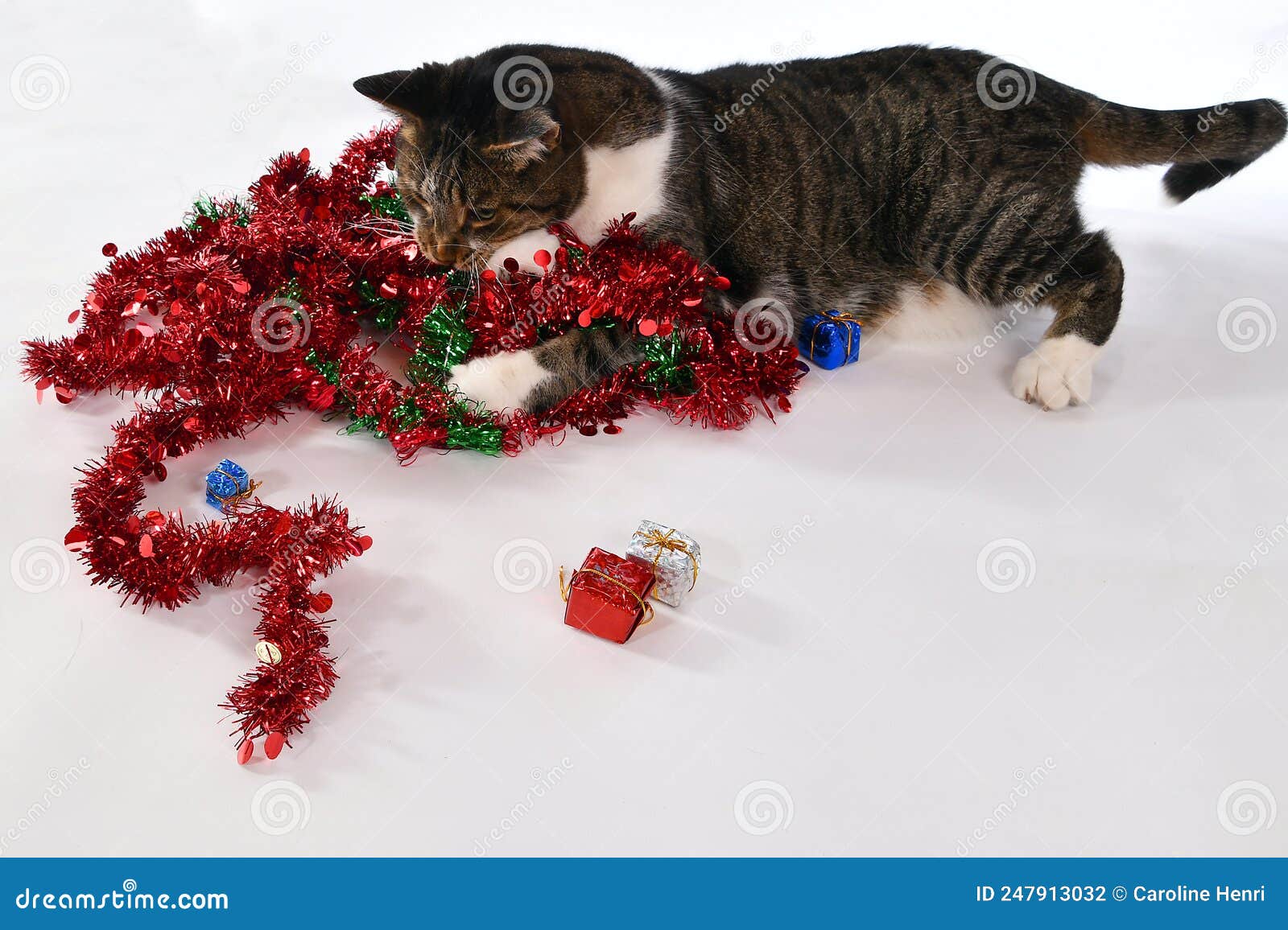 Cute Christmas Cat Playing with Christmas Wreath Stock Photo - Image of ...