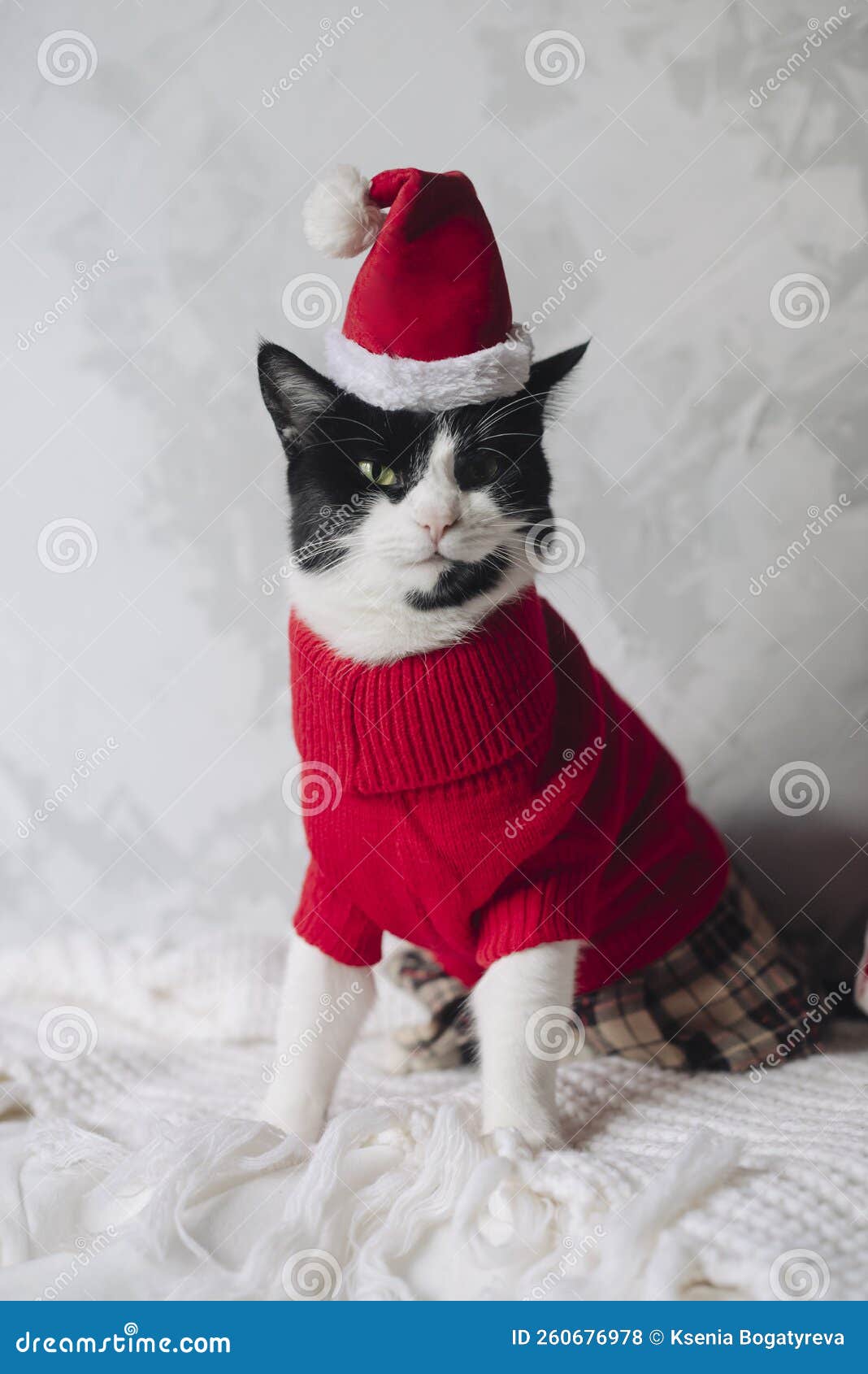 Cute Christmas Cat In Santa Claus Hat And Red Sweater Against Gray