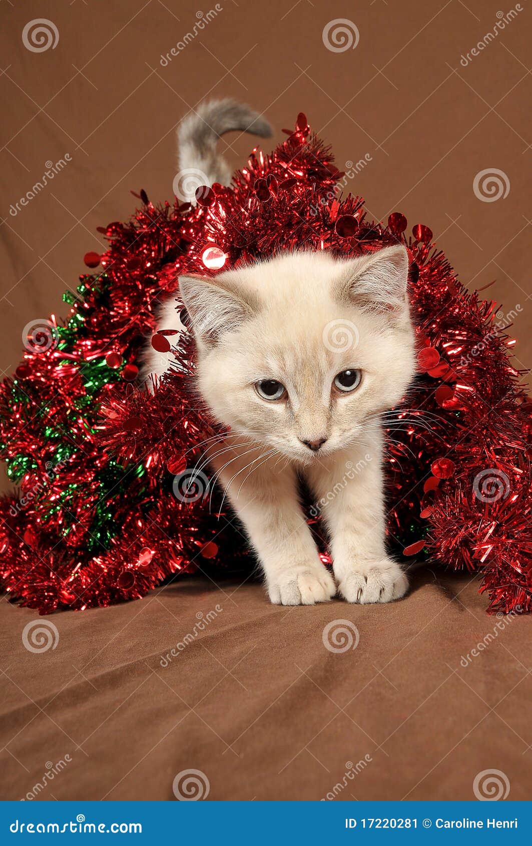 Really Cute Christmas Kitten 4 Stock Image - Image of likes, december ...