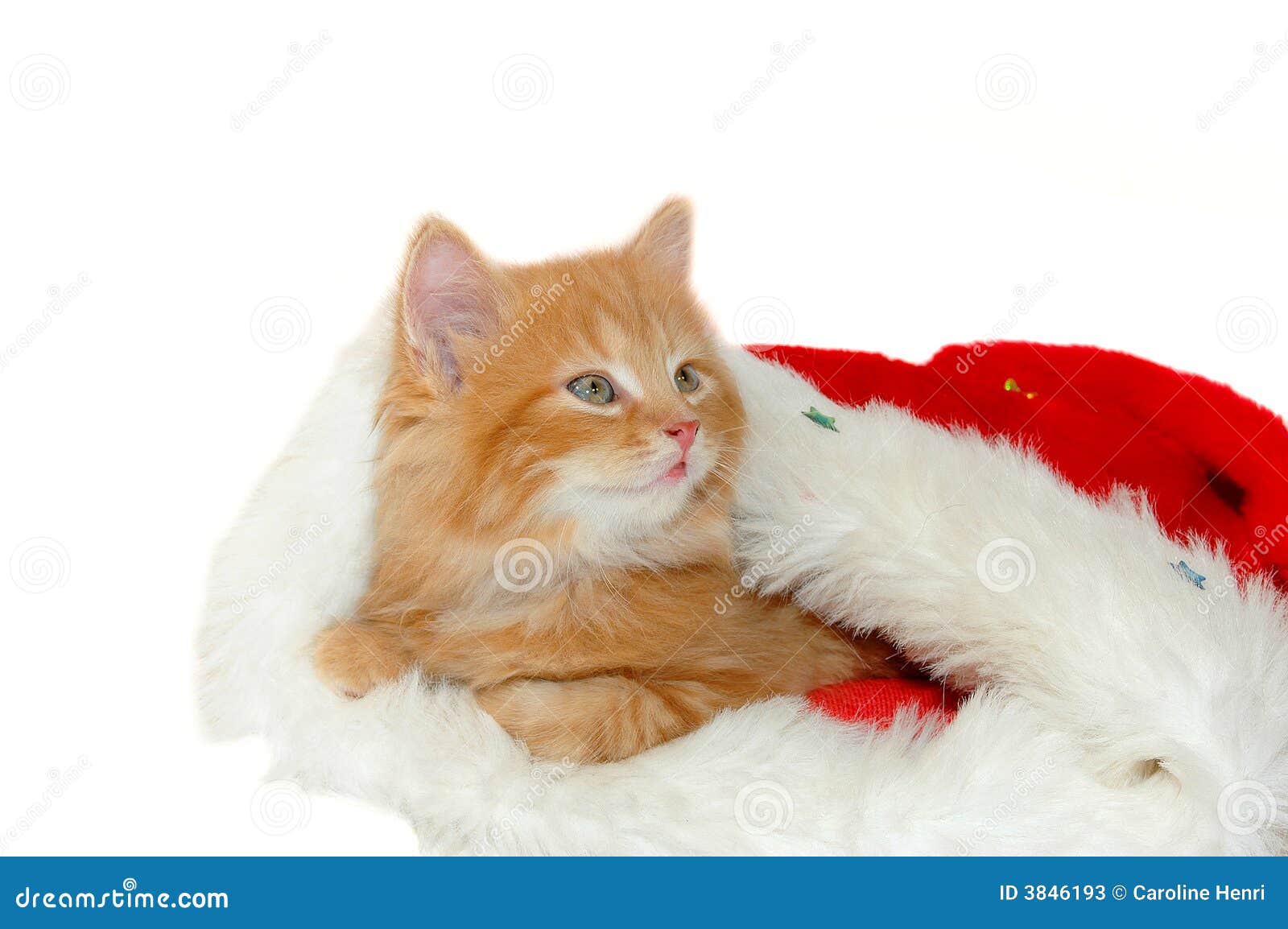 Cute christmas red kitten stock image. Image of seasonal - 3846193