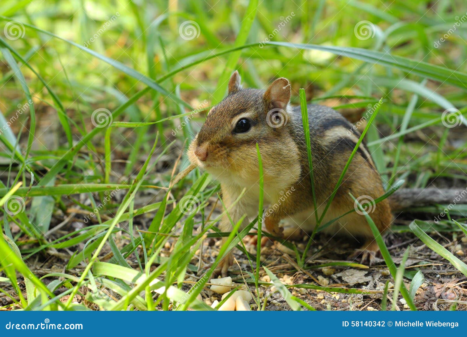 Cute Chubby Chipmunk stock photo. Image of adorable, grass - 58140342