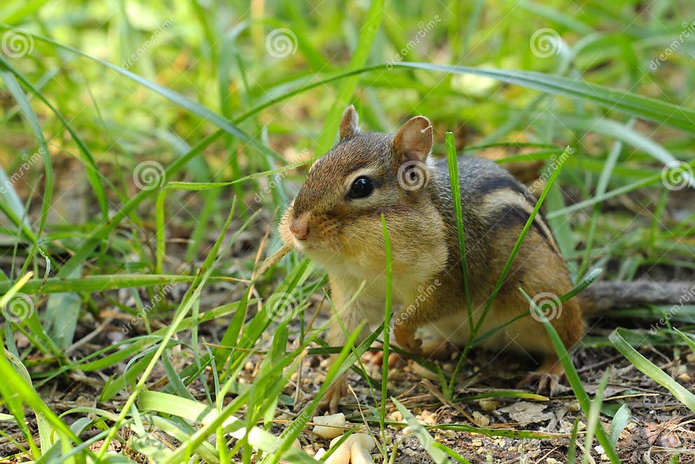 Cute Chubby Chipmunk stock photo. Image of adorable, grass - 58140342
