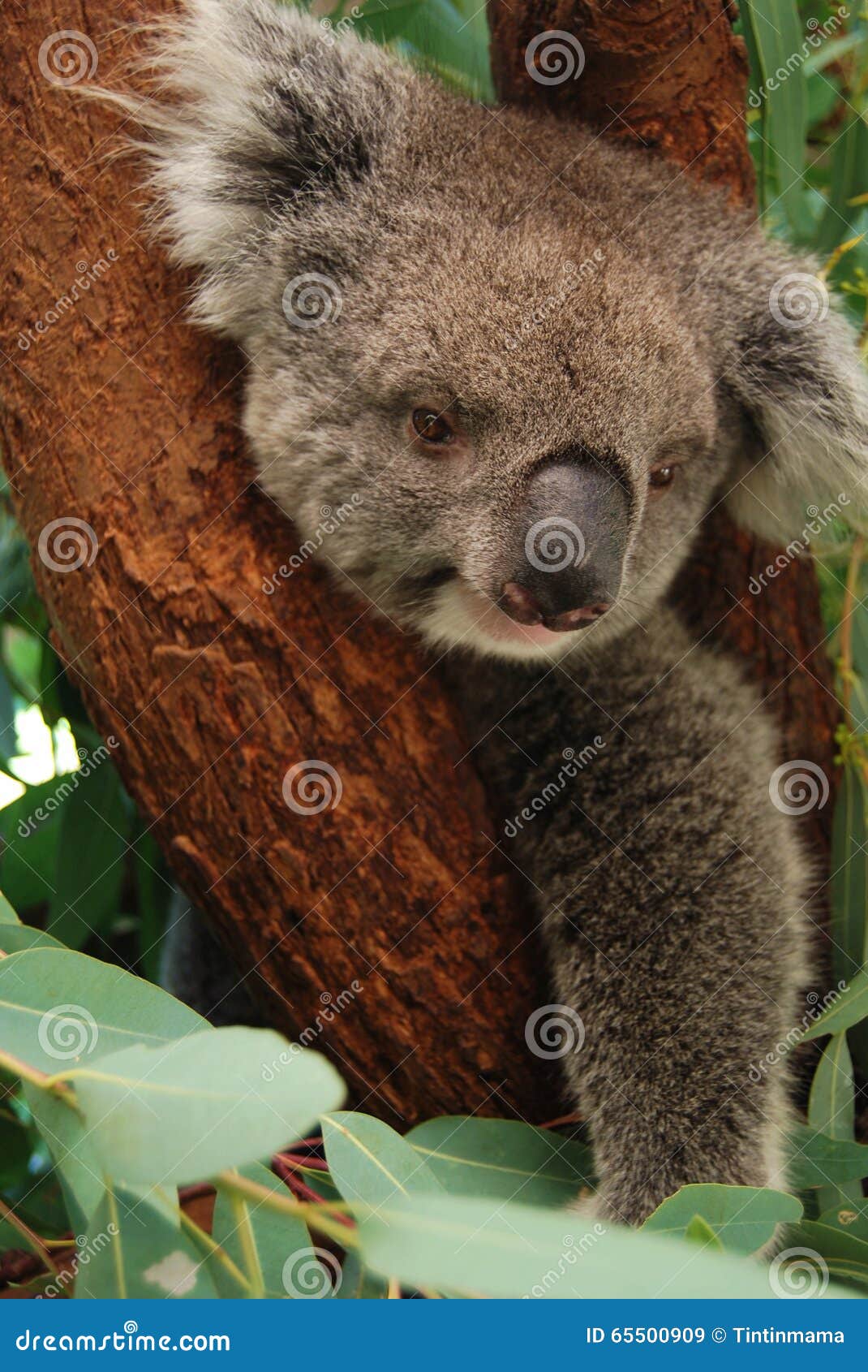 Cute Chubby Koala Relaxing on a Tree Stock Image - Image of cute ...