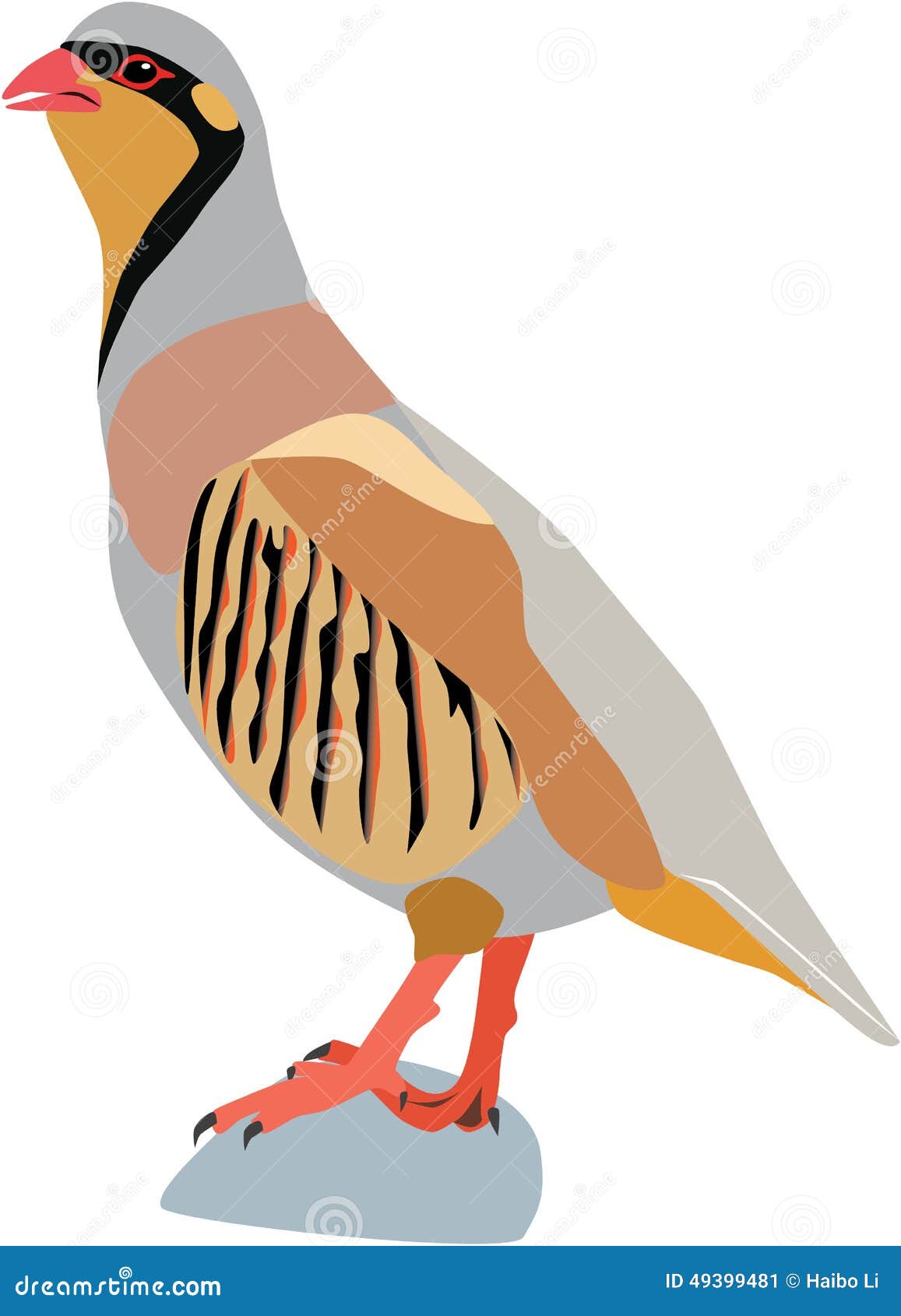 Cute chukar vector stock vector. Illustration of bird - 49399481