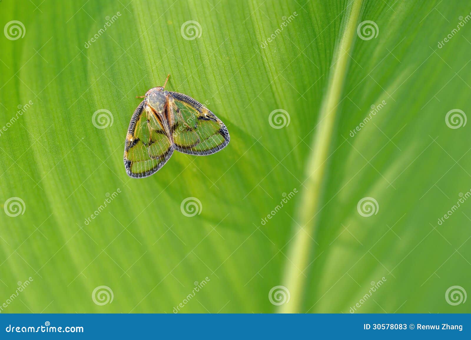 A cute cicada stock image. Image of beautiful, summer - 30578083